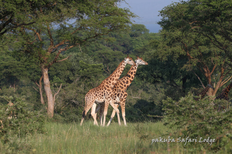 Welcome to Pakuba Safari Lodge – Murchison Falls National Park