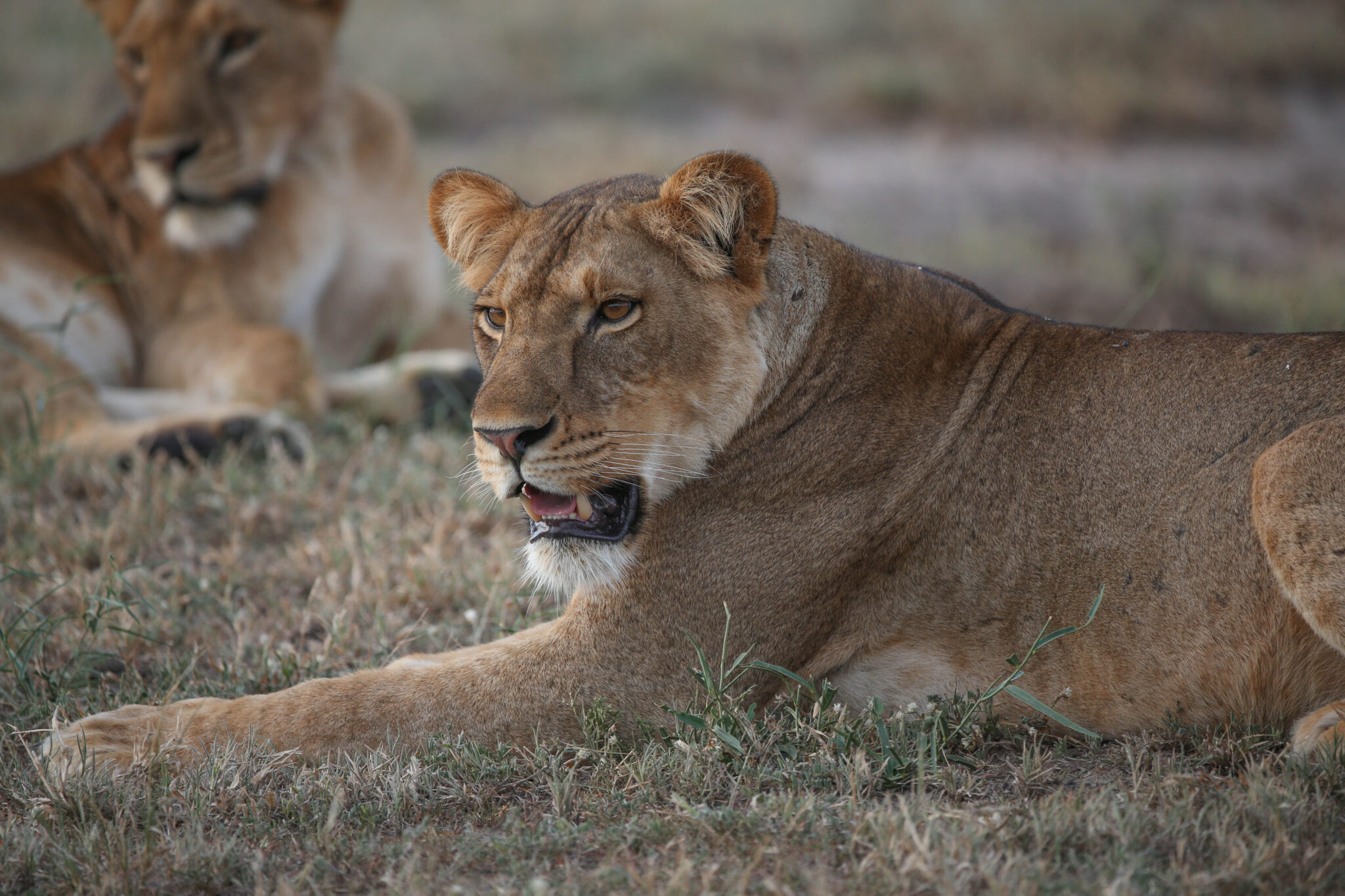 Welcome to Pakuba Safari Lodge – Murchison Falls National Park